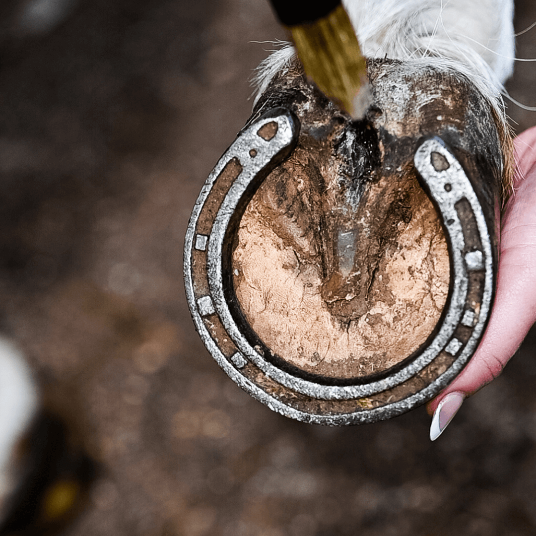 Hoof Care – Clippersharp Ltd