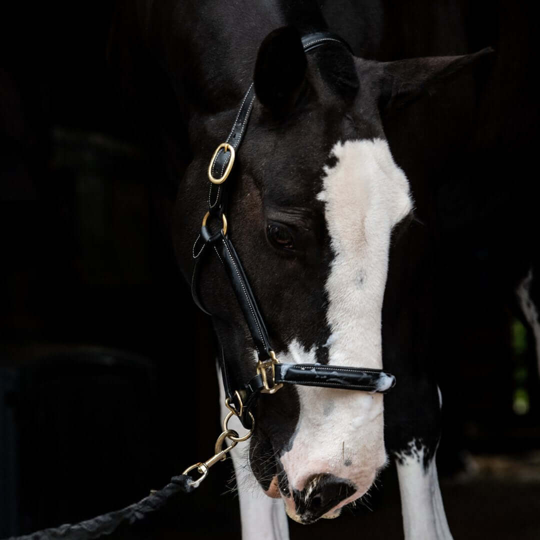 Cobs | Horse Clippers, Brushes, and Grooming Tools for Cobs ...