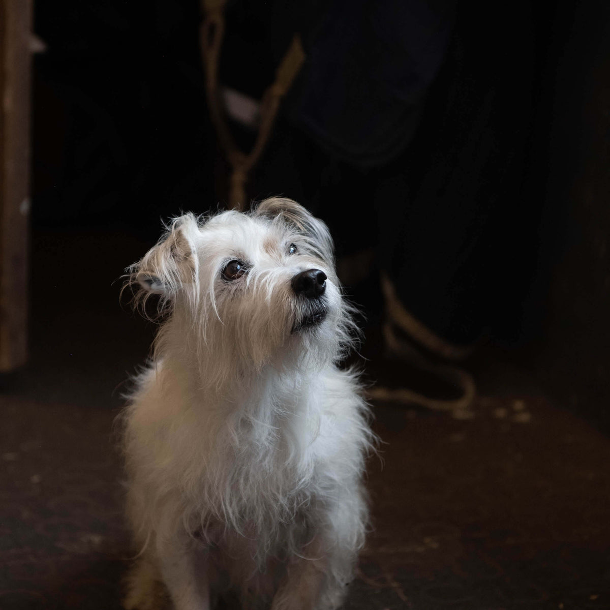 Budget Dog Clippers – Clippersharp Ltd