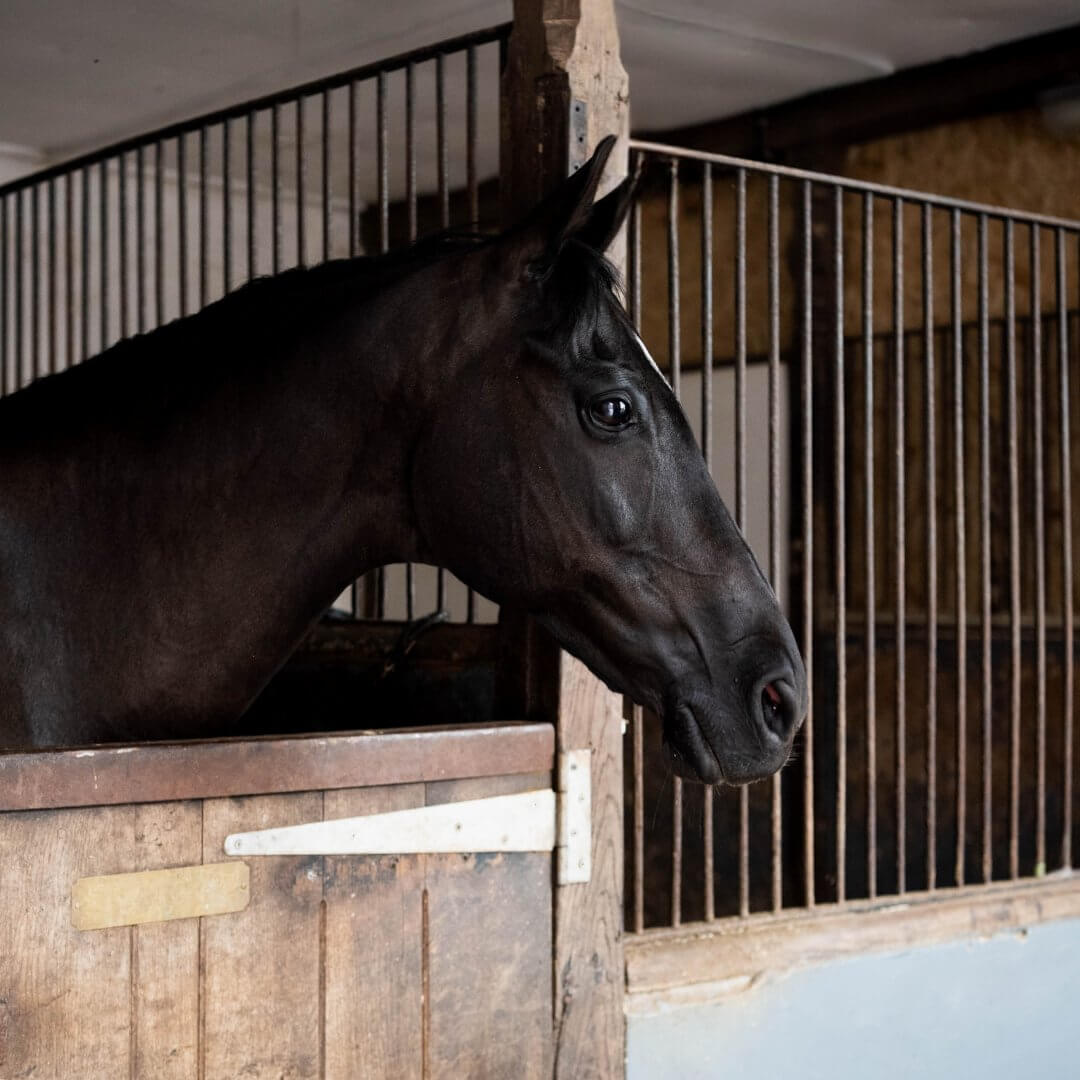 Thoroughbreds | Horse Clippers and Brushes for Thoroughbreds ...